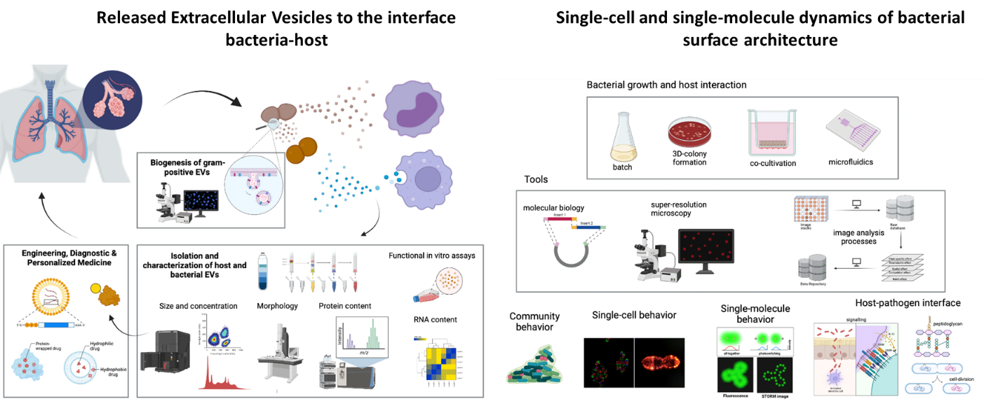 Junior Research Group: Bacterial Interface Dynamics - Division of ...